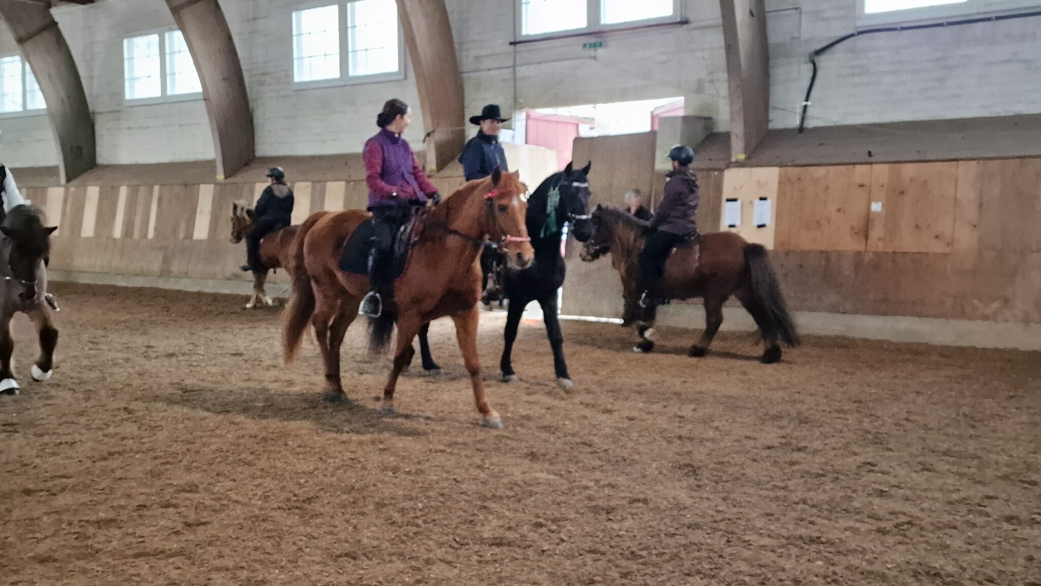 GiB - Gangpferde In Bern 2023 - Clay Pit Stables