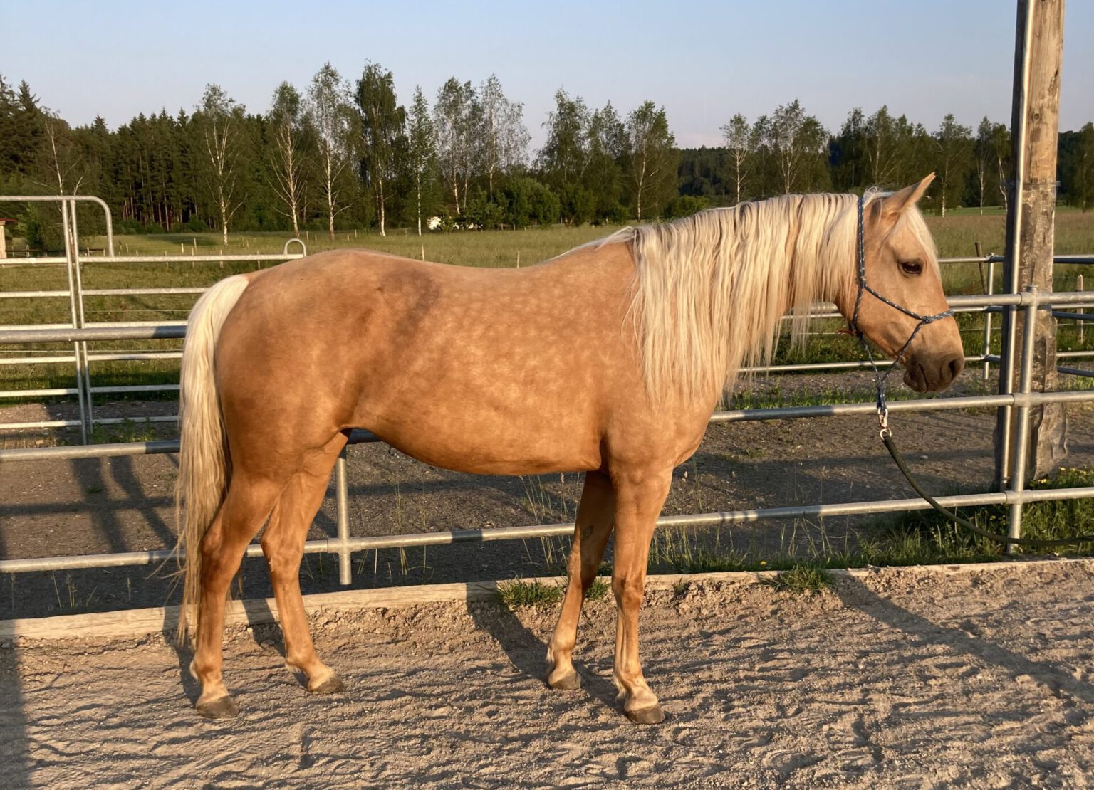 Verkaufspferde - Clay Pit Stables